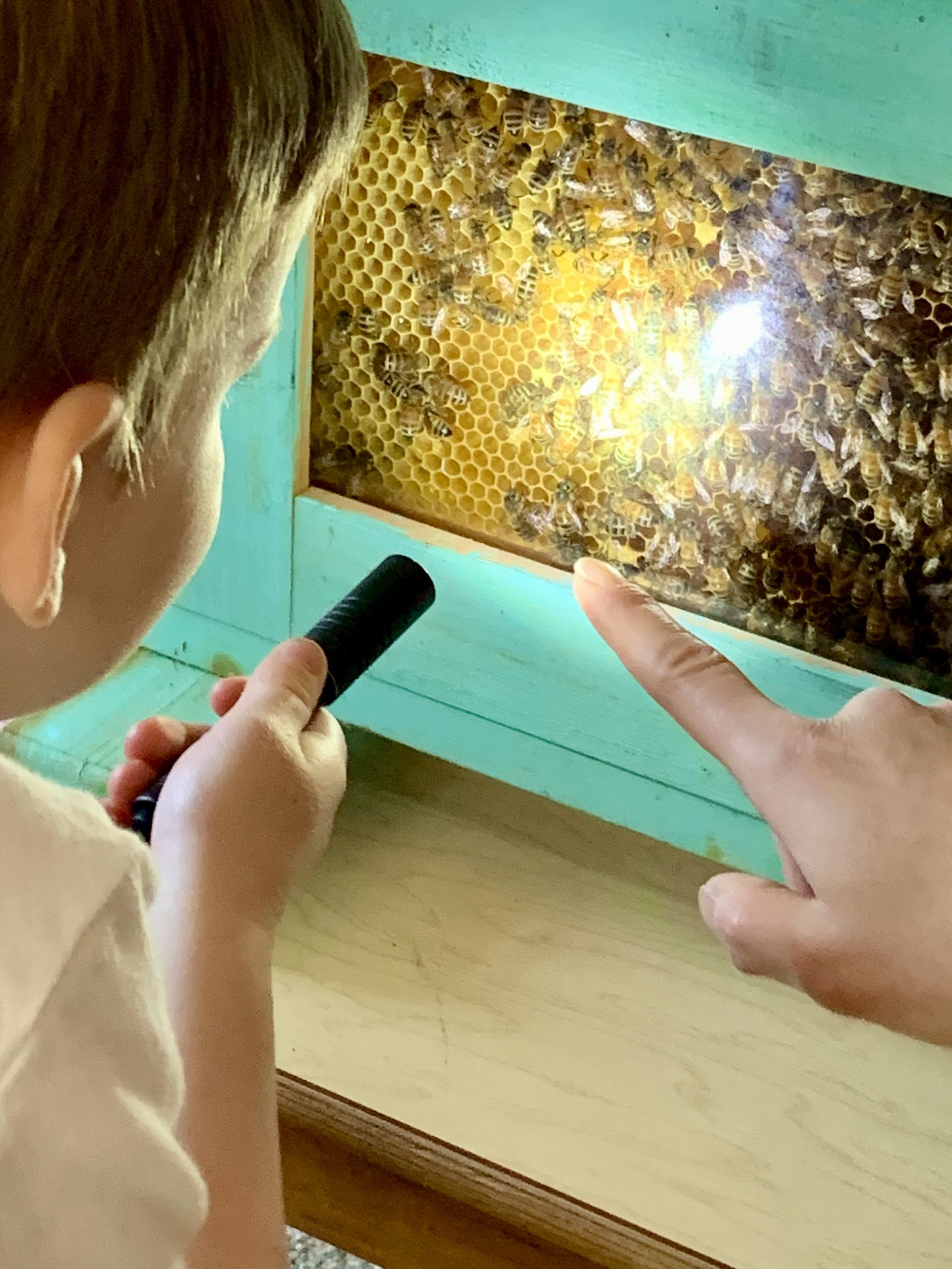 Bees Visit PK2 - Seven Hills School